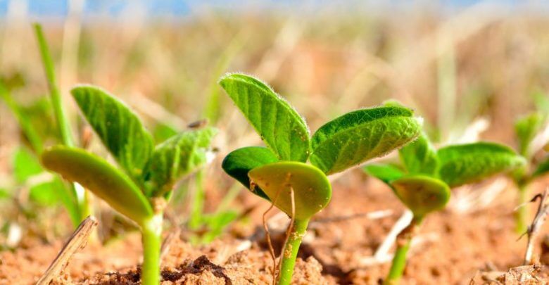 Intacta 2 Xtend será apresentada em campo pela primeira vez